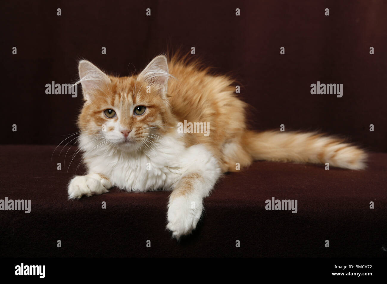 liegende Sibirische Katze / lying Siberian Cat Stock Photo - Alamy