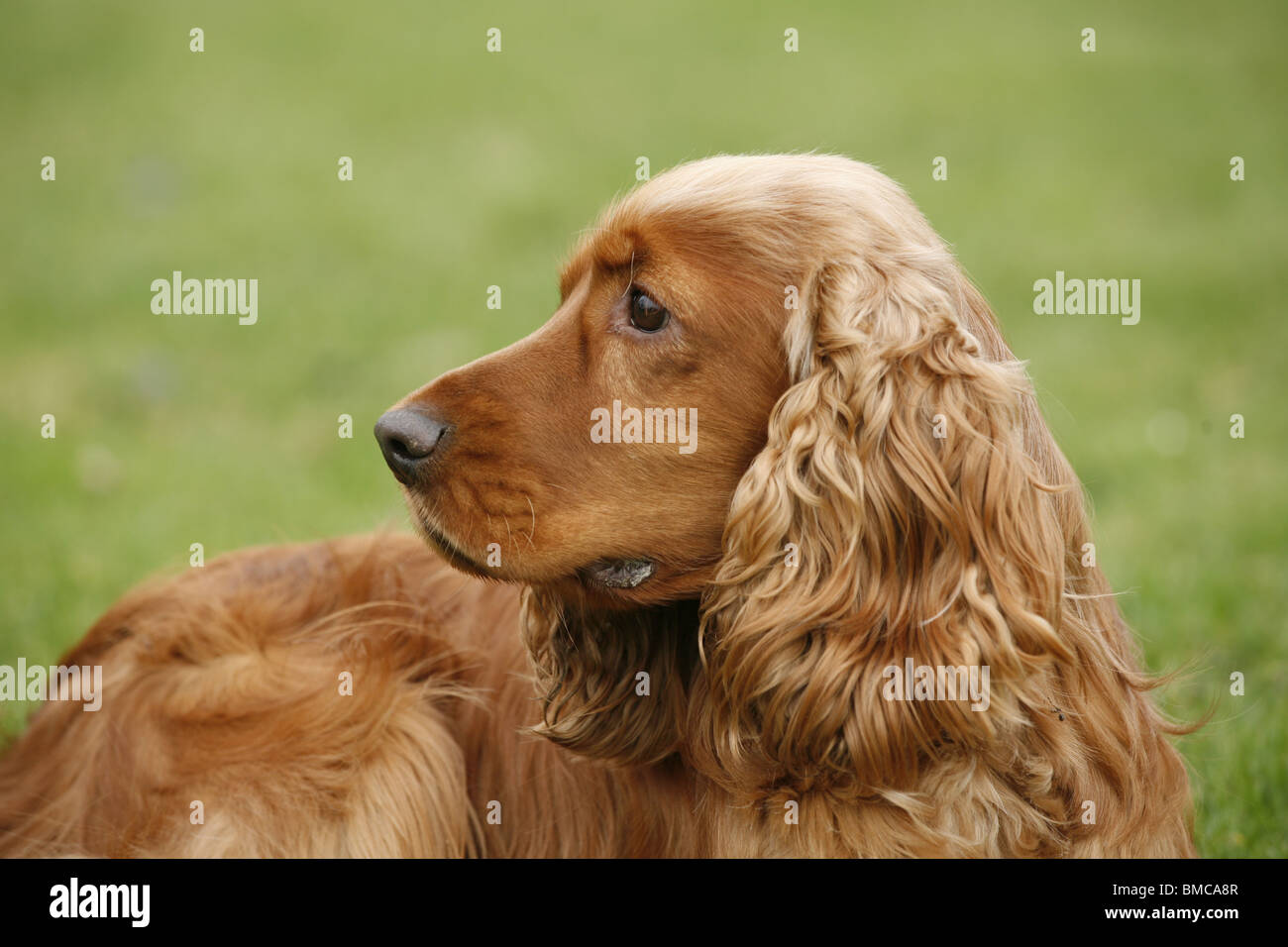Cocker Spaniel Portrait Stock Photo - Alamy