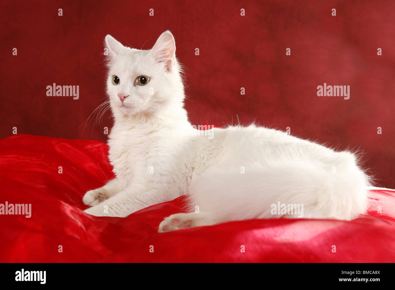Vankatze hi-res stock photography and images - Alamy