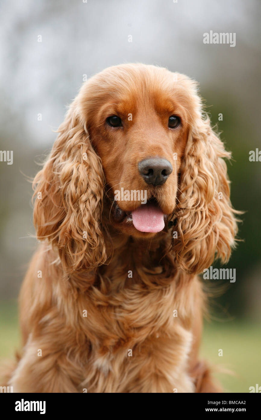 Cocker Spaniel Portrait Stock Photo - Alamy
