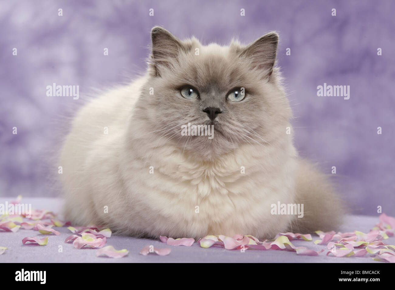 Langhaarkatzen hi-res stock photography and images - Alamy