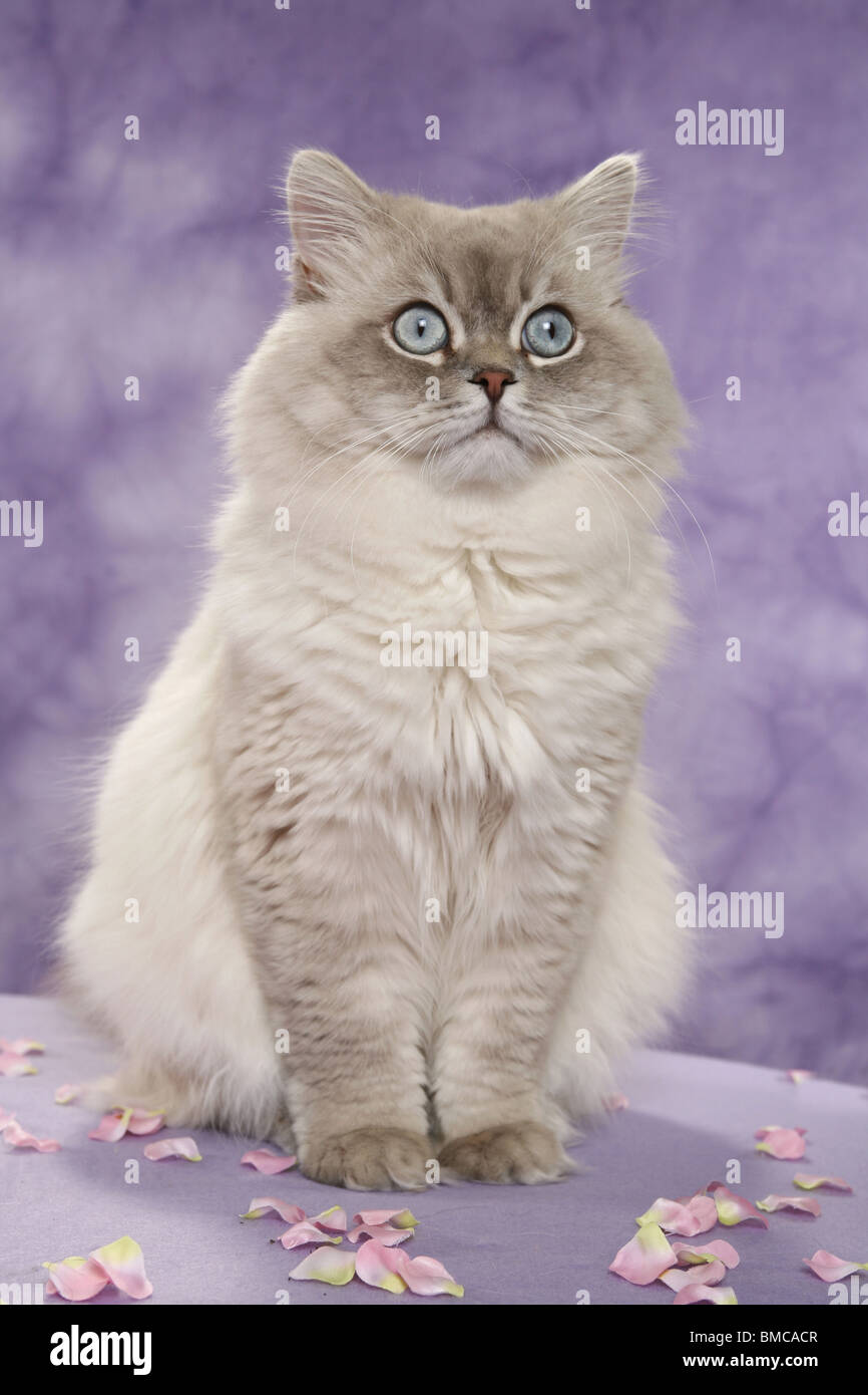 Lilac tabby point hi-res stock photography and images - Alamy