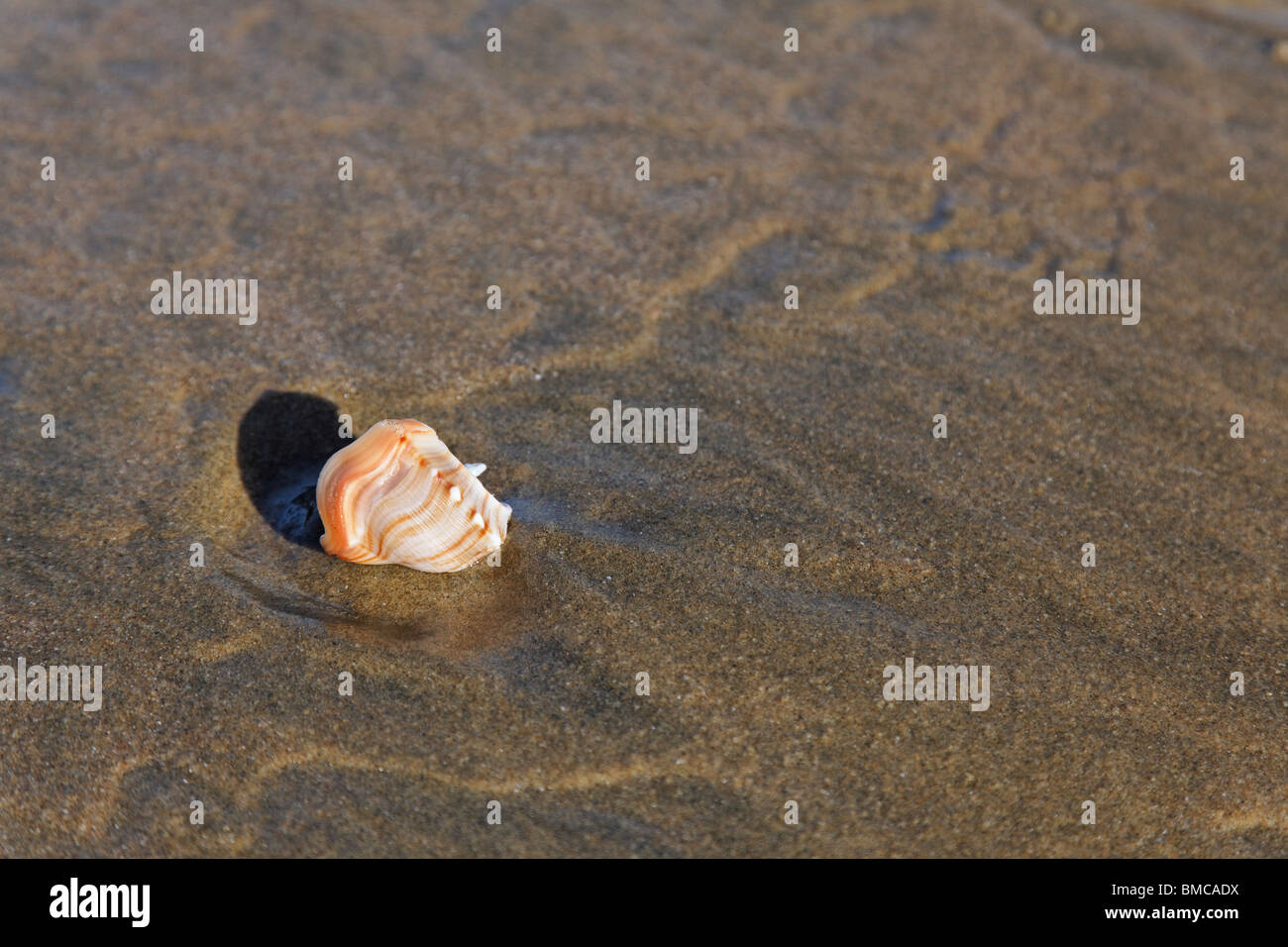 Shells on a sandy beach, New Zealand Stock Photo - Alamy