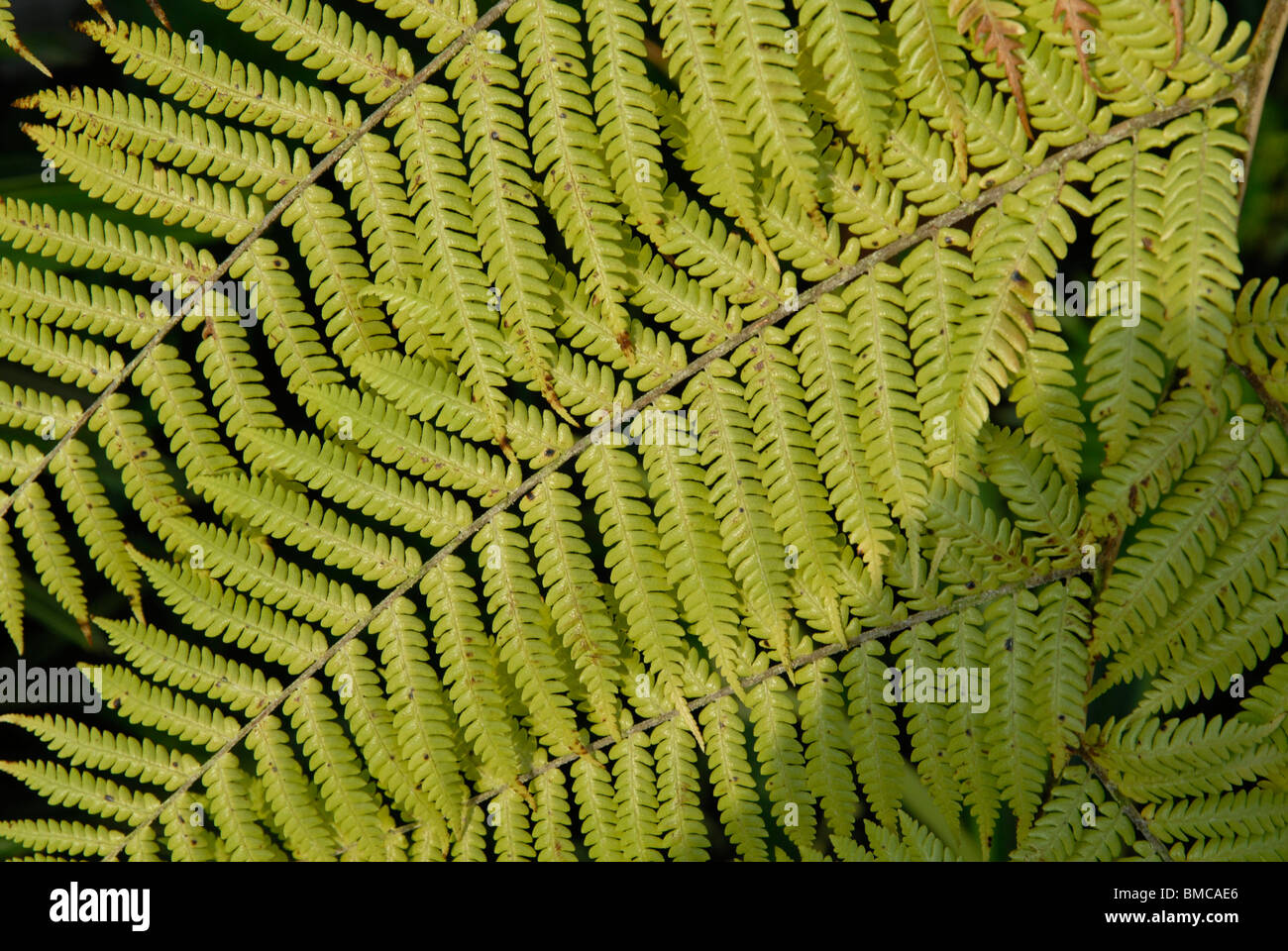 Close up of a fern at Chelsea Flower Show, 2010 Stock Photo - Alamy