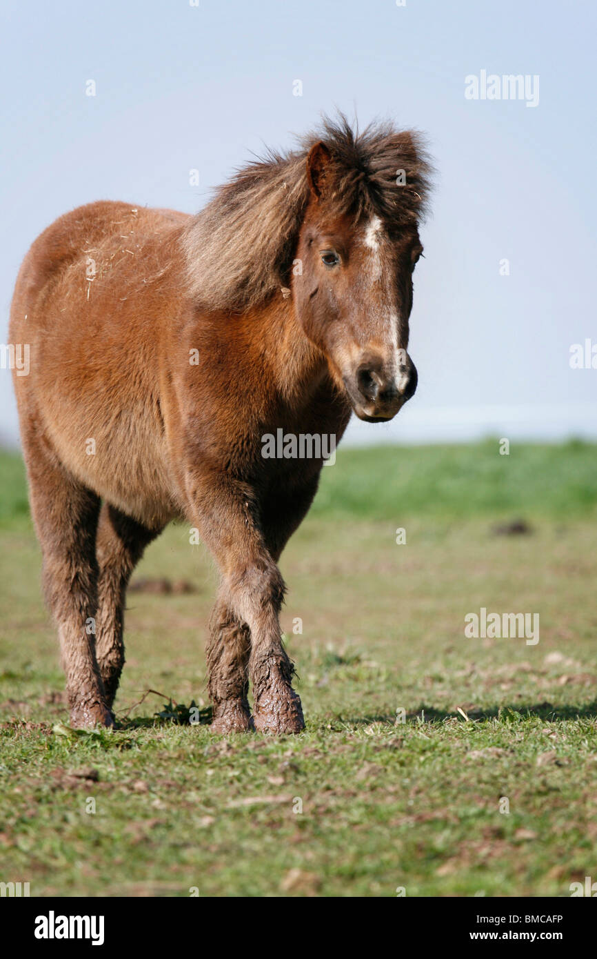 Ein kleines pony hi-res stock photography and images - Alamy