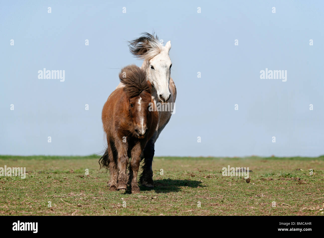 Pferde / horses Stock Photo - Alamy