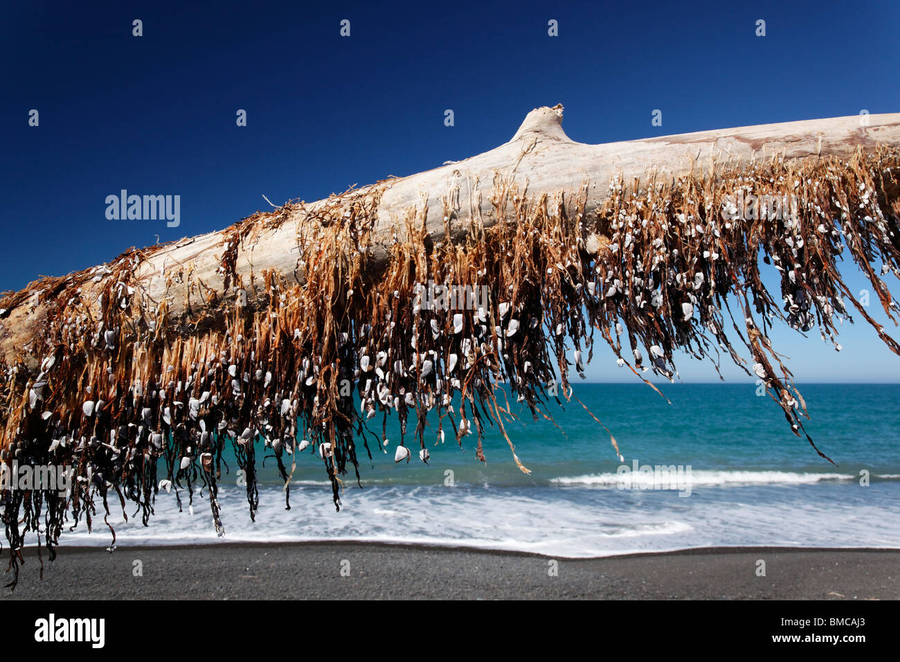 Close-up of a driftwood log hanging with seaweed and shells, positioned ...