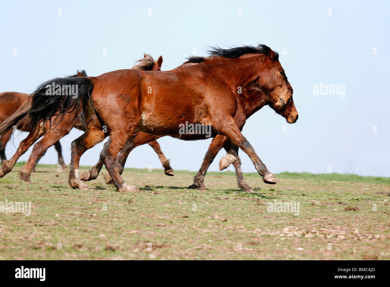 Pferde / horses Stock Photo - Alamy