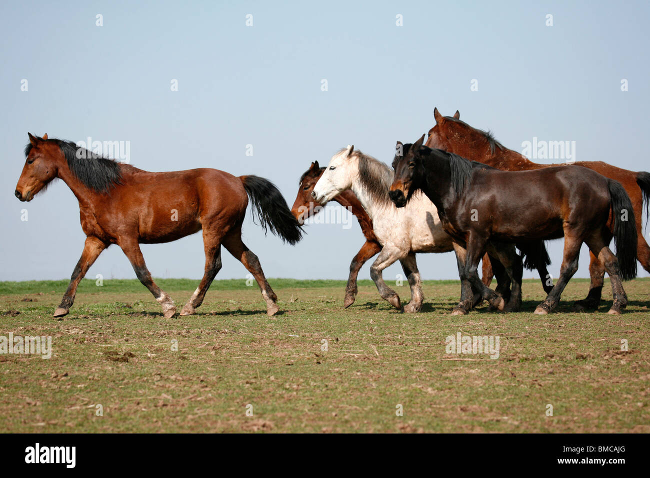 Pferde / horses Stock Photo - Alamy