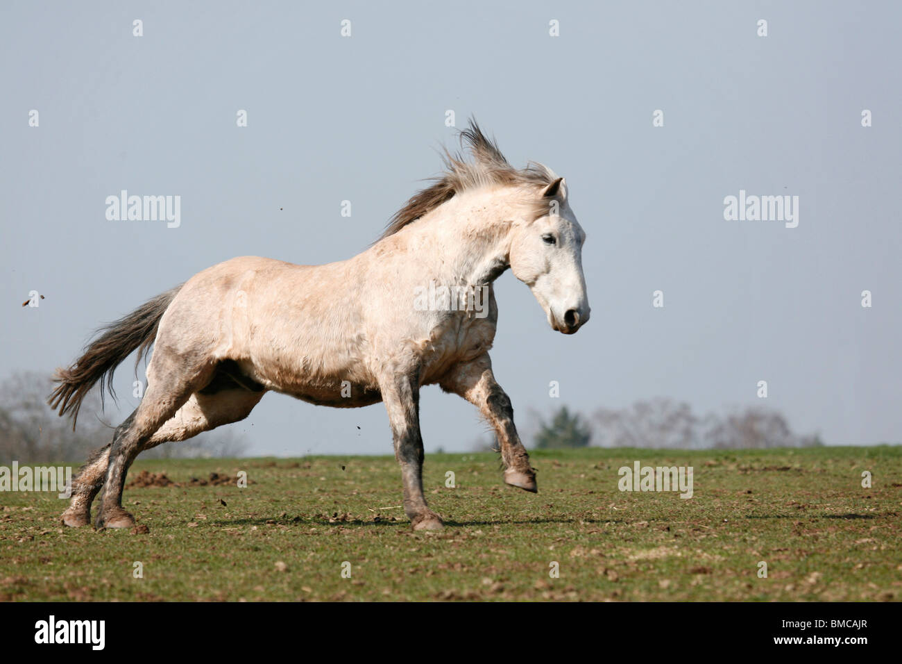 Criollos horse hi-res stock photography and images - Alamy