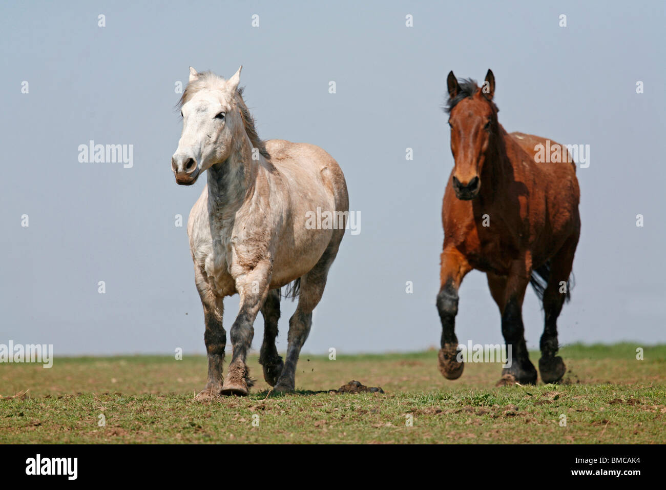 Pferde / horses Stock Photo - Alamy