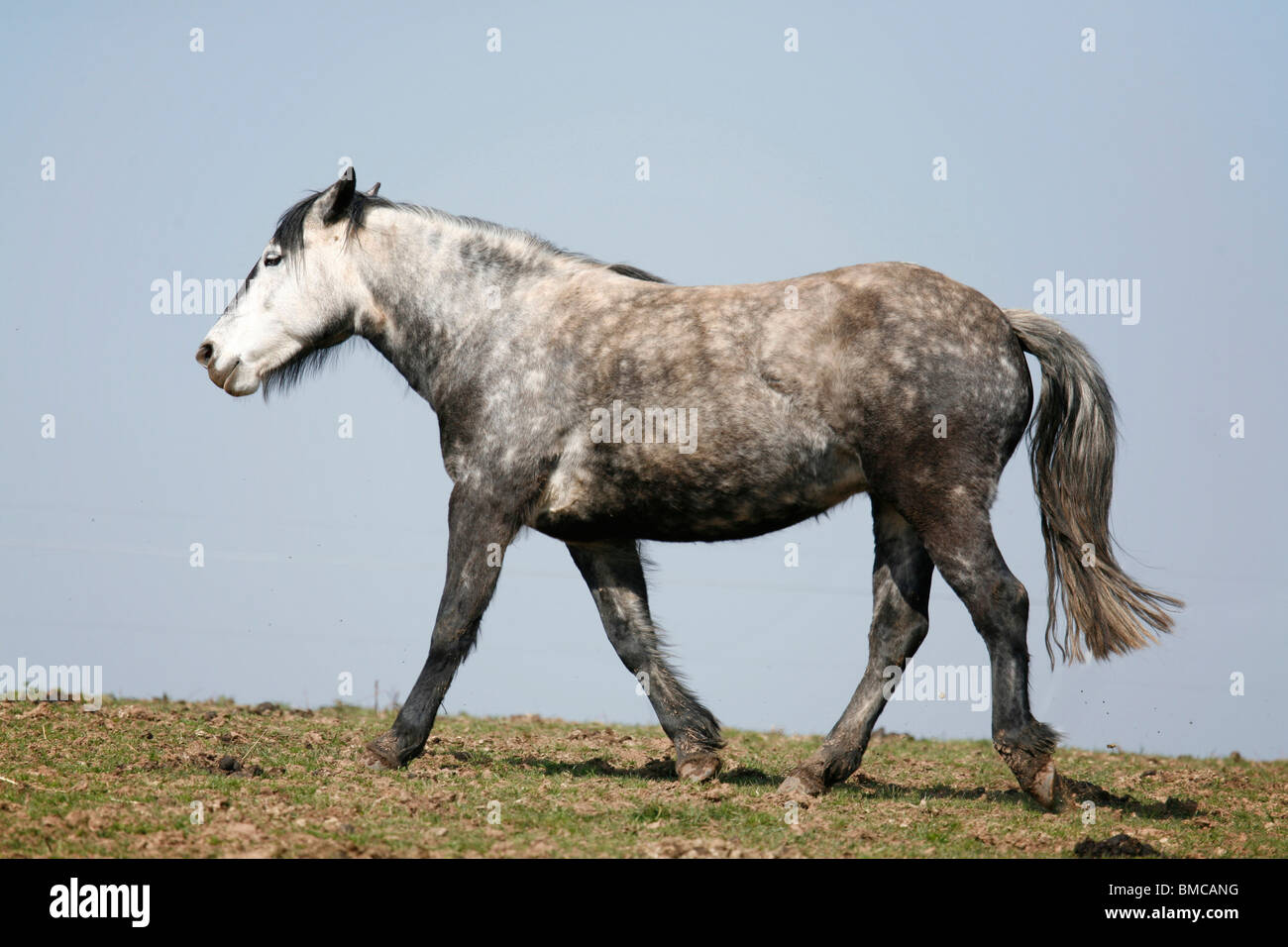 Criollos horse hi-res stock photography and images - Alamy