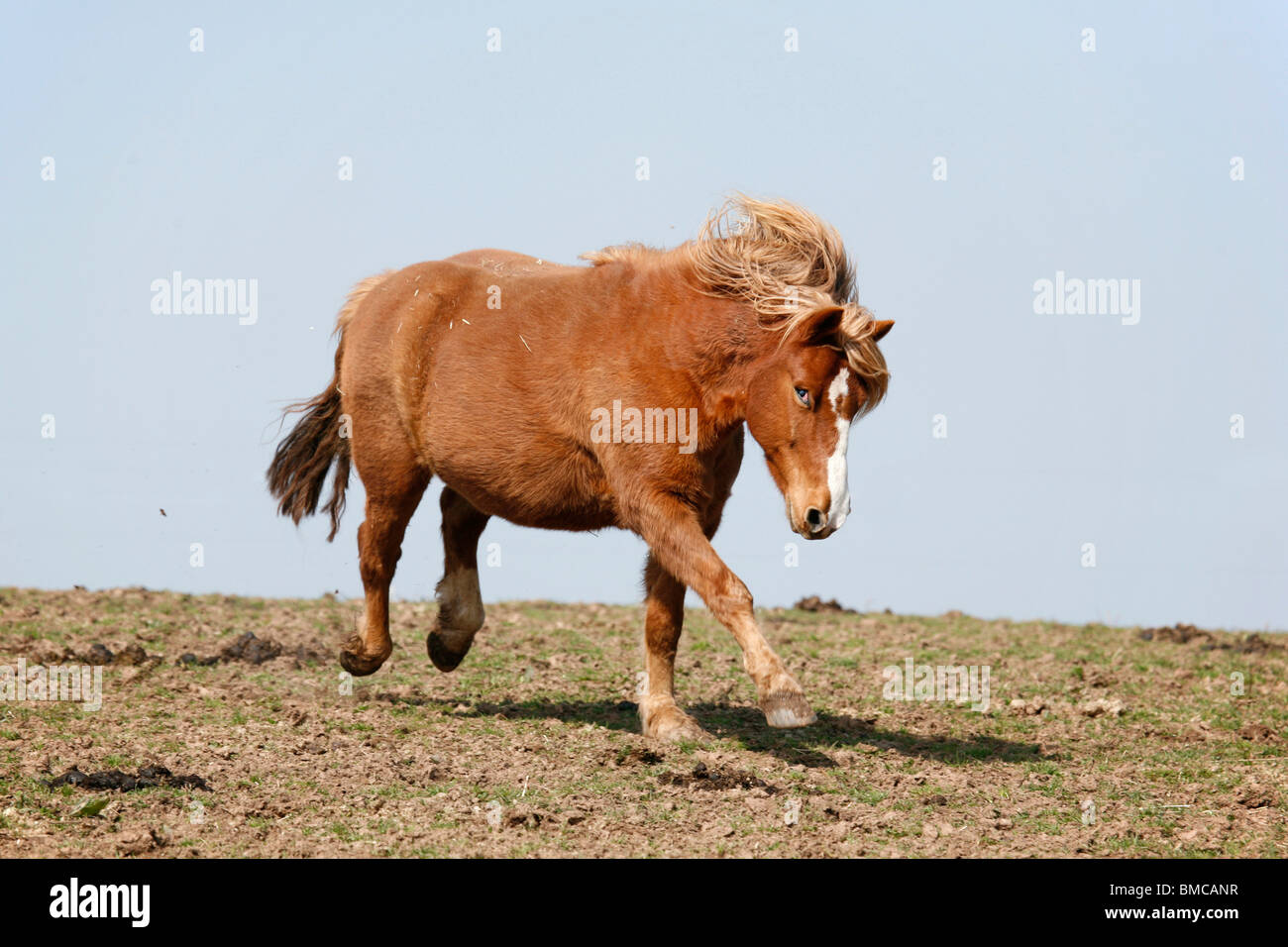 Pferd / horse Stock Photo - Alamy