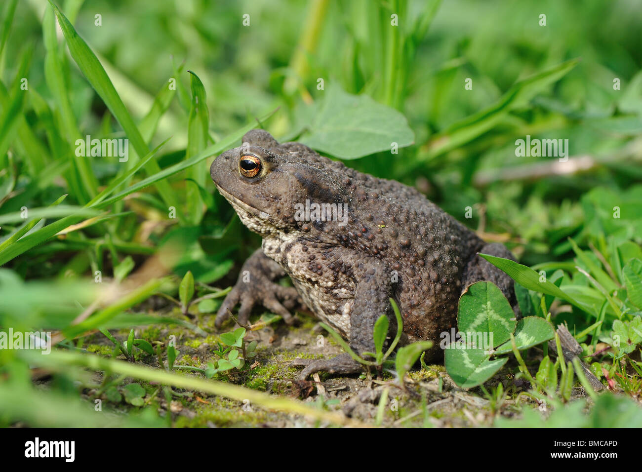 European toad (Bufo bufo) looking for food in grass Stock Photo - Alamy