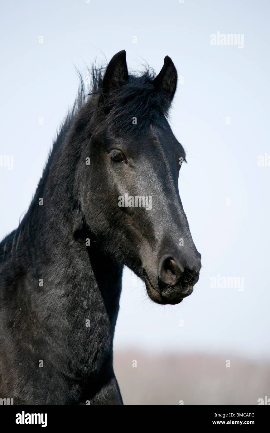 Friesen young hi-res stock photography and images - Alamy