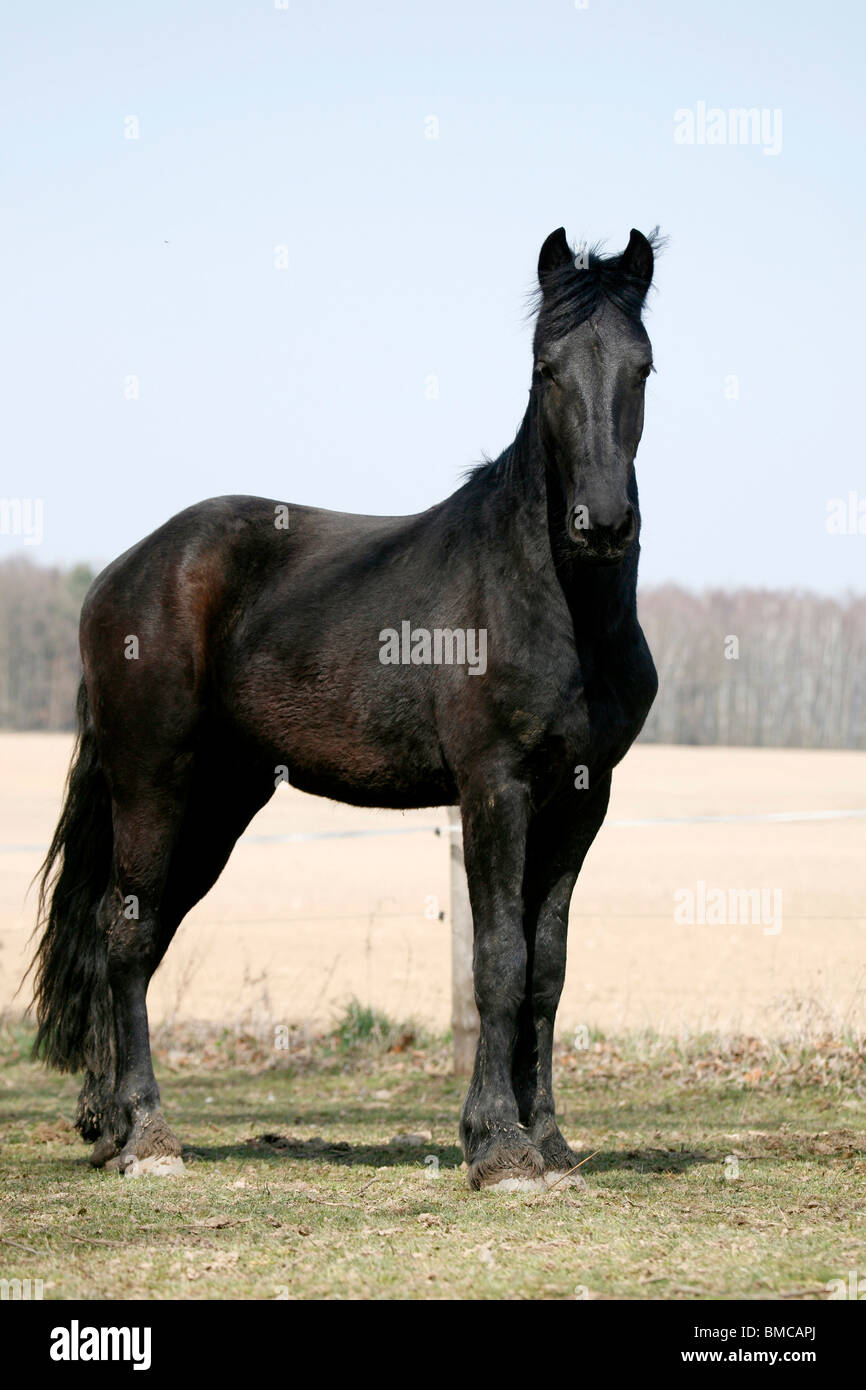 Friesian horse stallion standing hi-res stock photography and images ...