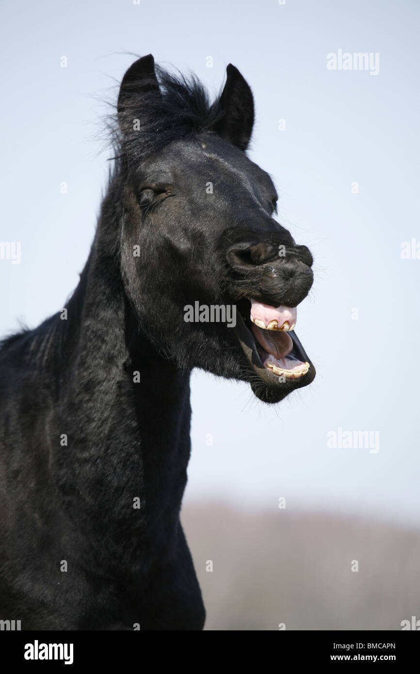 Friese Portrait / Friesian Horse Stock Photo - Alamy