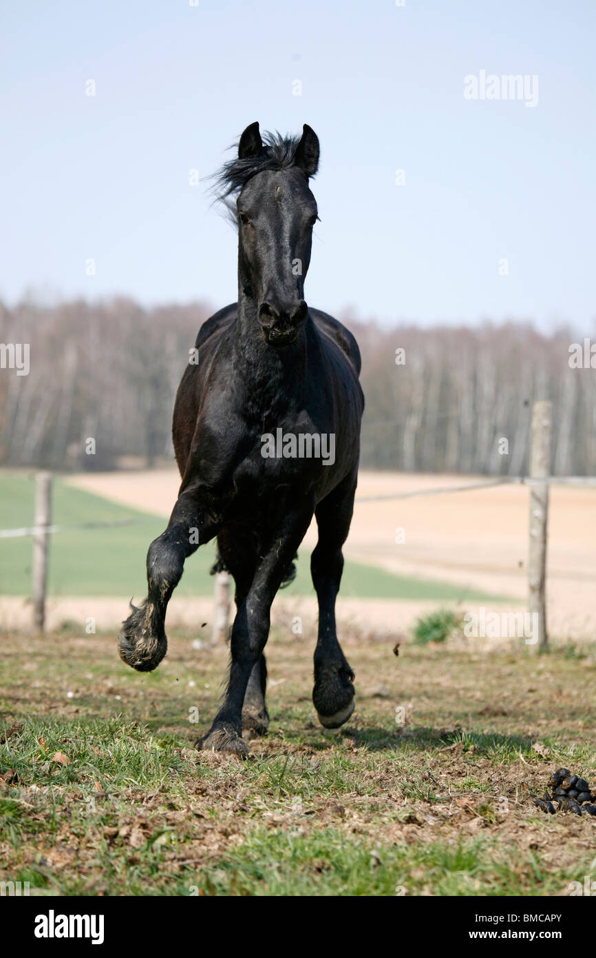 Friese / Friesian Horse Stock Photo - Alamy