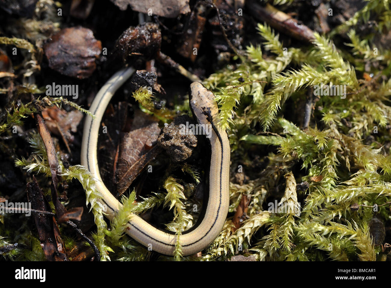 Young slow worm (Anguis fragilis) crawling on moss Stock Photo - Alamy