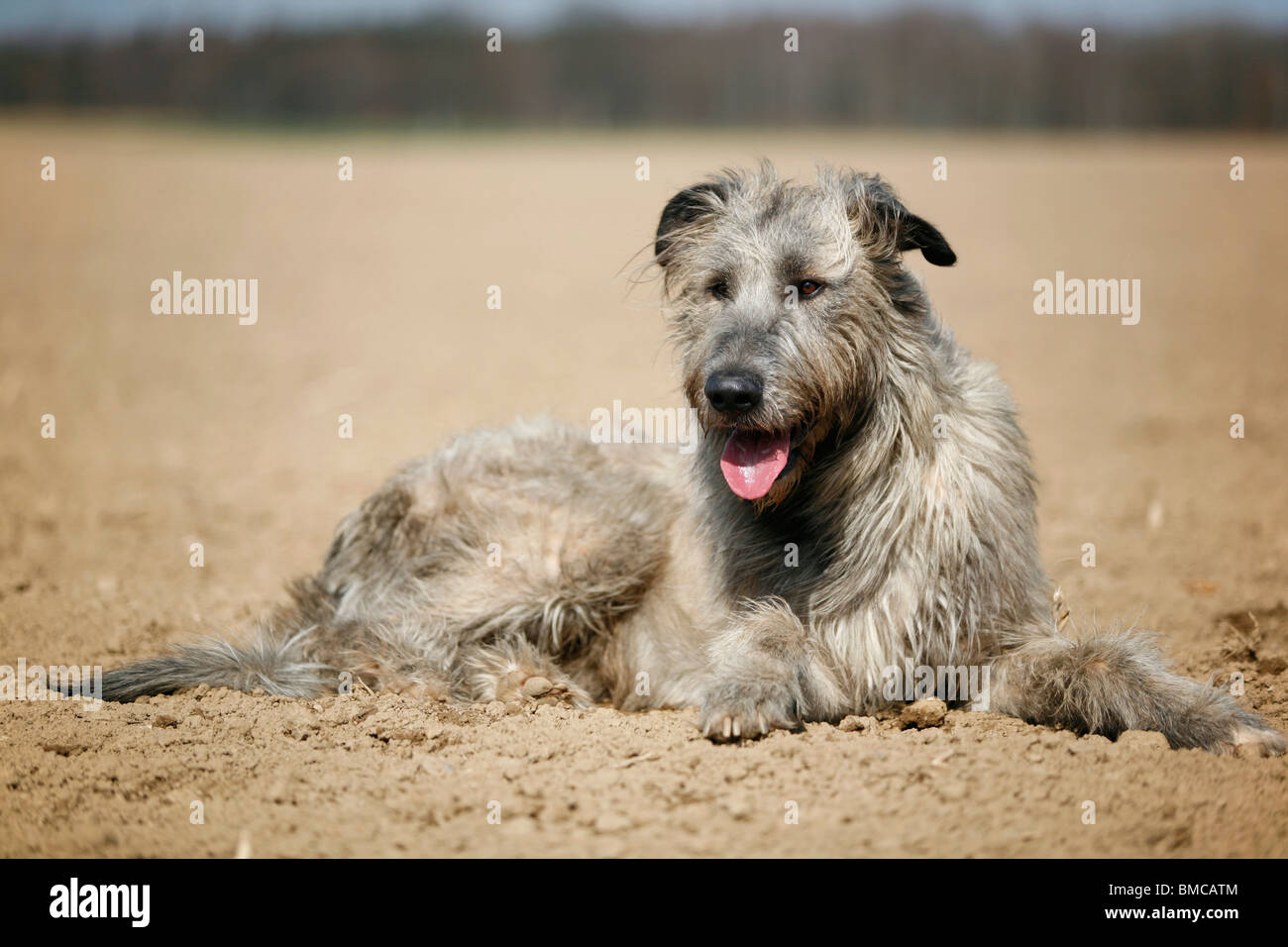 Irish wolfhound dog dogs pet big hi-res stock photography and images ...