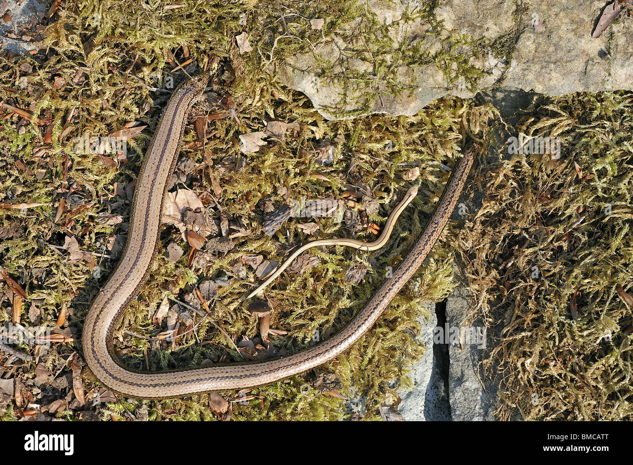 Slow Worm Anguis Fragilis Adult Female High Resolution Stock ...