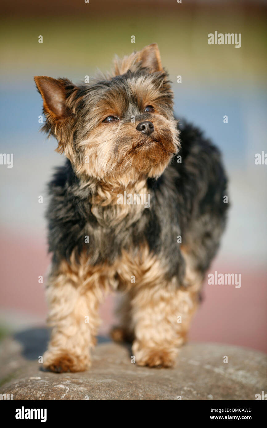 Mini Yorkshire Terrier Stock Photo - Alamy