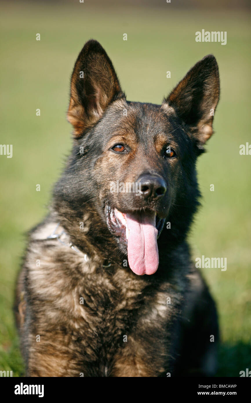 Deutscher Schäferhund / German Shepherd Stock Photo - Alamy