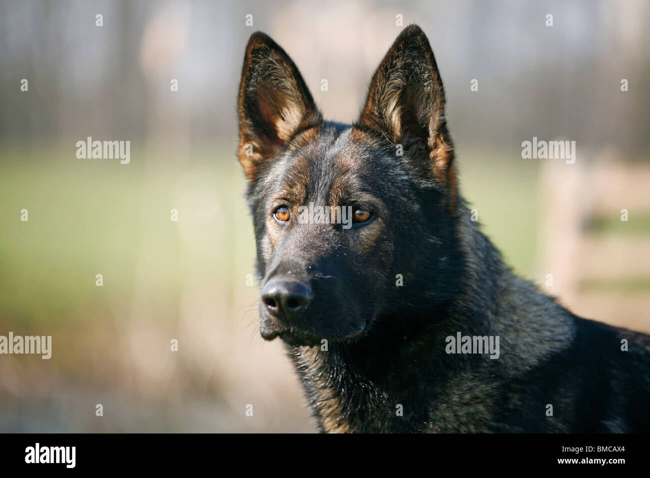 Deutsche schaferhunde hi-res stock photography and images - Alamy