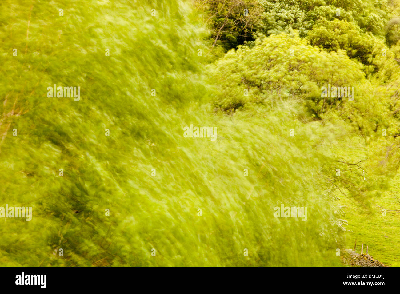 Windy weather trees blowing hi-res stock photography and images - Alamy