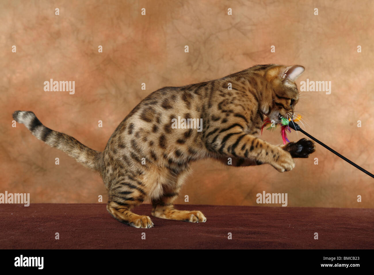Katzenwedel hi-res stock photography and images - Alamy