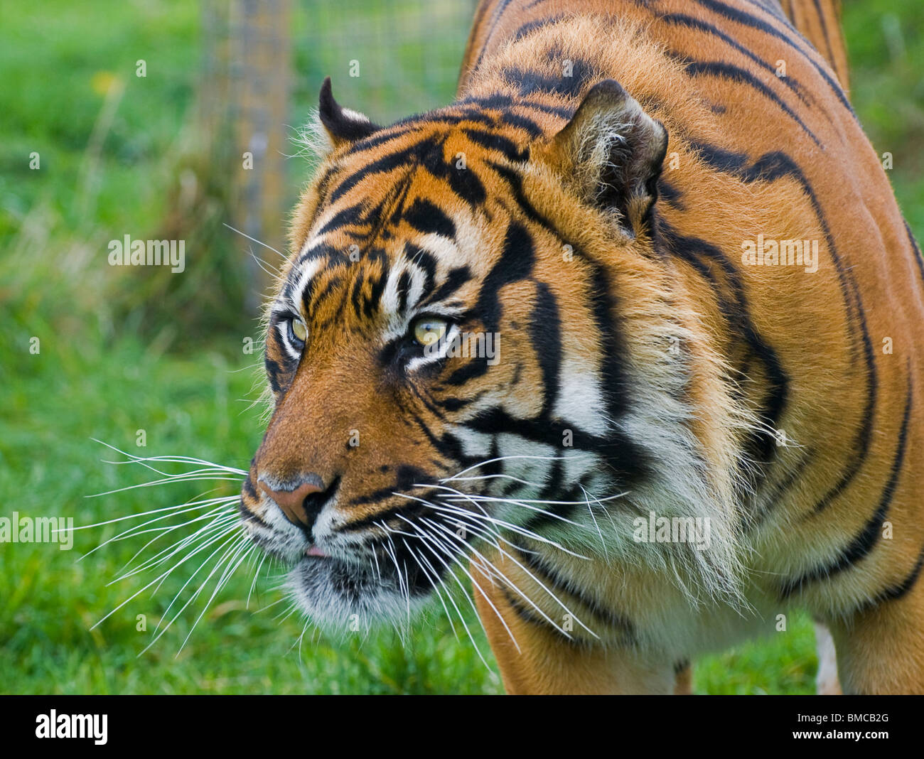 A Sumatran Tiger close-up intently staring Stock Photo - Alamy