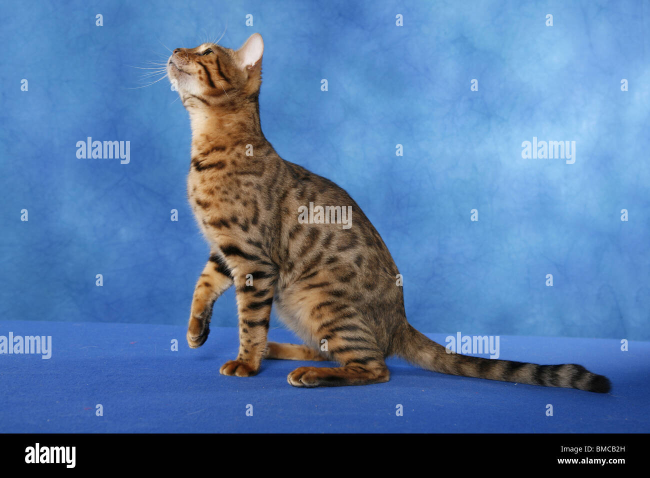 Braune bengalkatze hi-res stock photography and images - Alamy