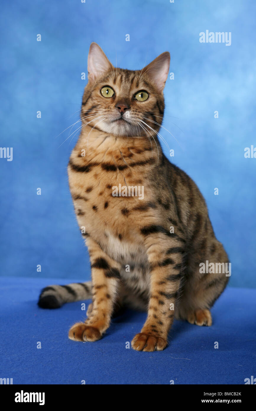 Braune bengalkatze hi-res stock photography and images - Alamy