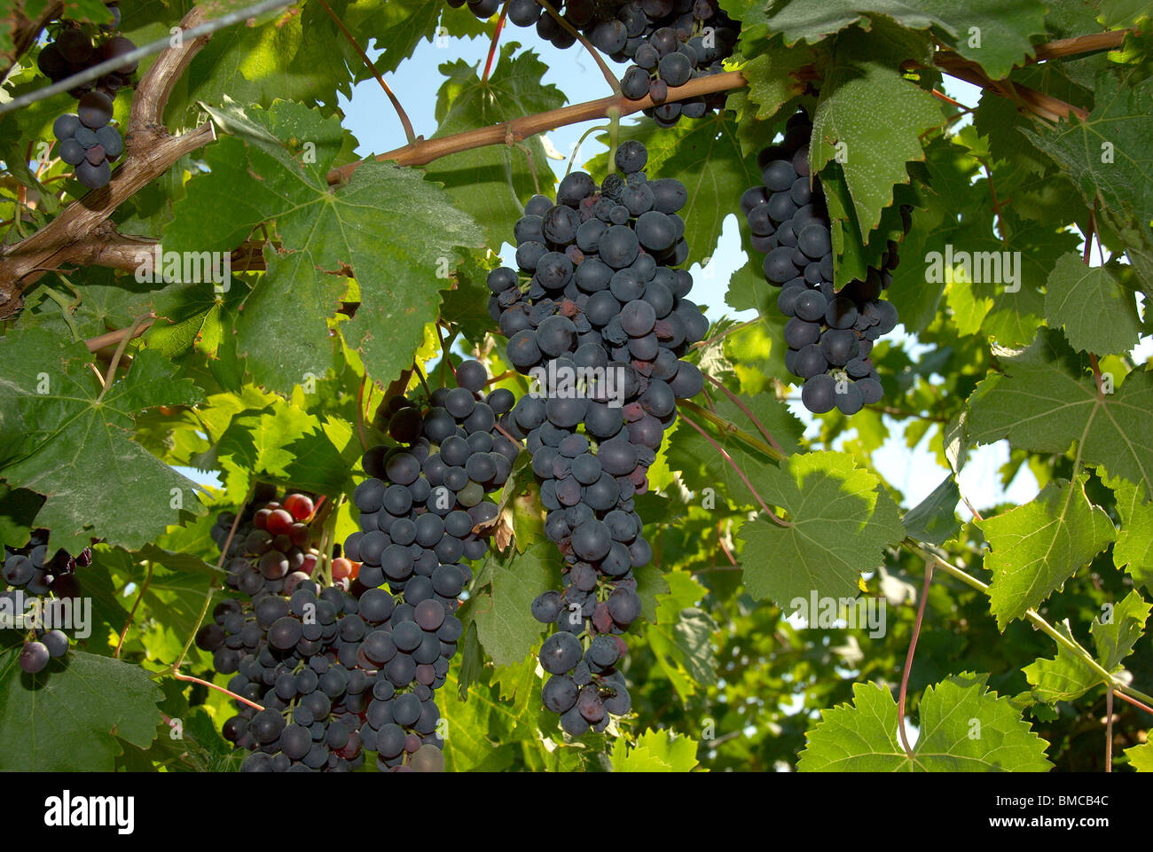 Greece grapes hi-res stock photography and images - Alamy