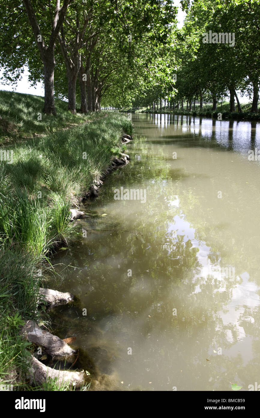 Canal du Midi - tree roots Stock Photo - Alamy