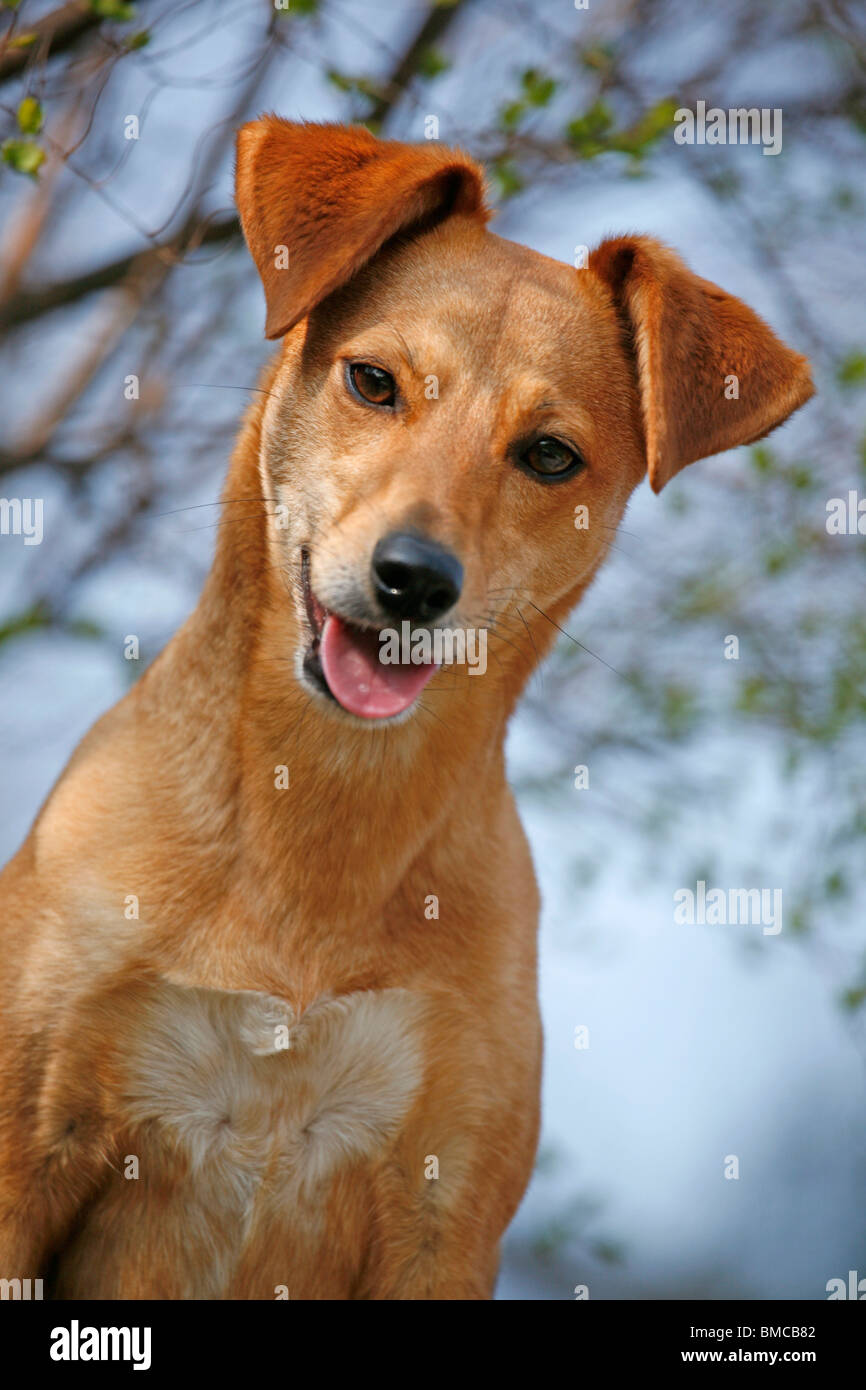 Mischling Portrait / crossbreed Stock Photo - Alamy