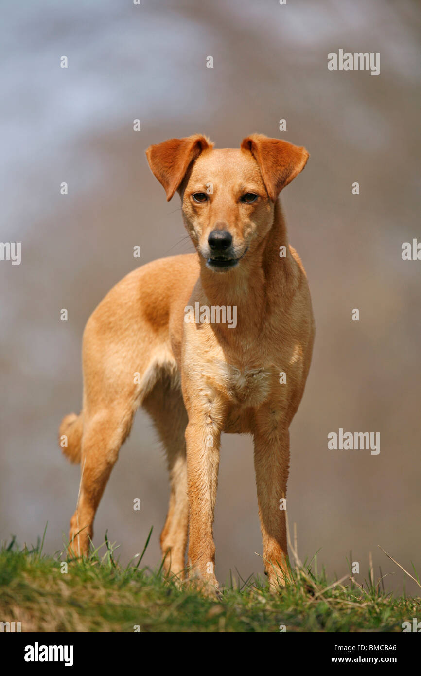 Mischlings Hund / crossbreed dog Stock Photo - Alamy