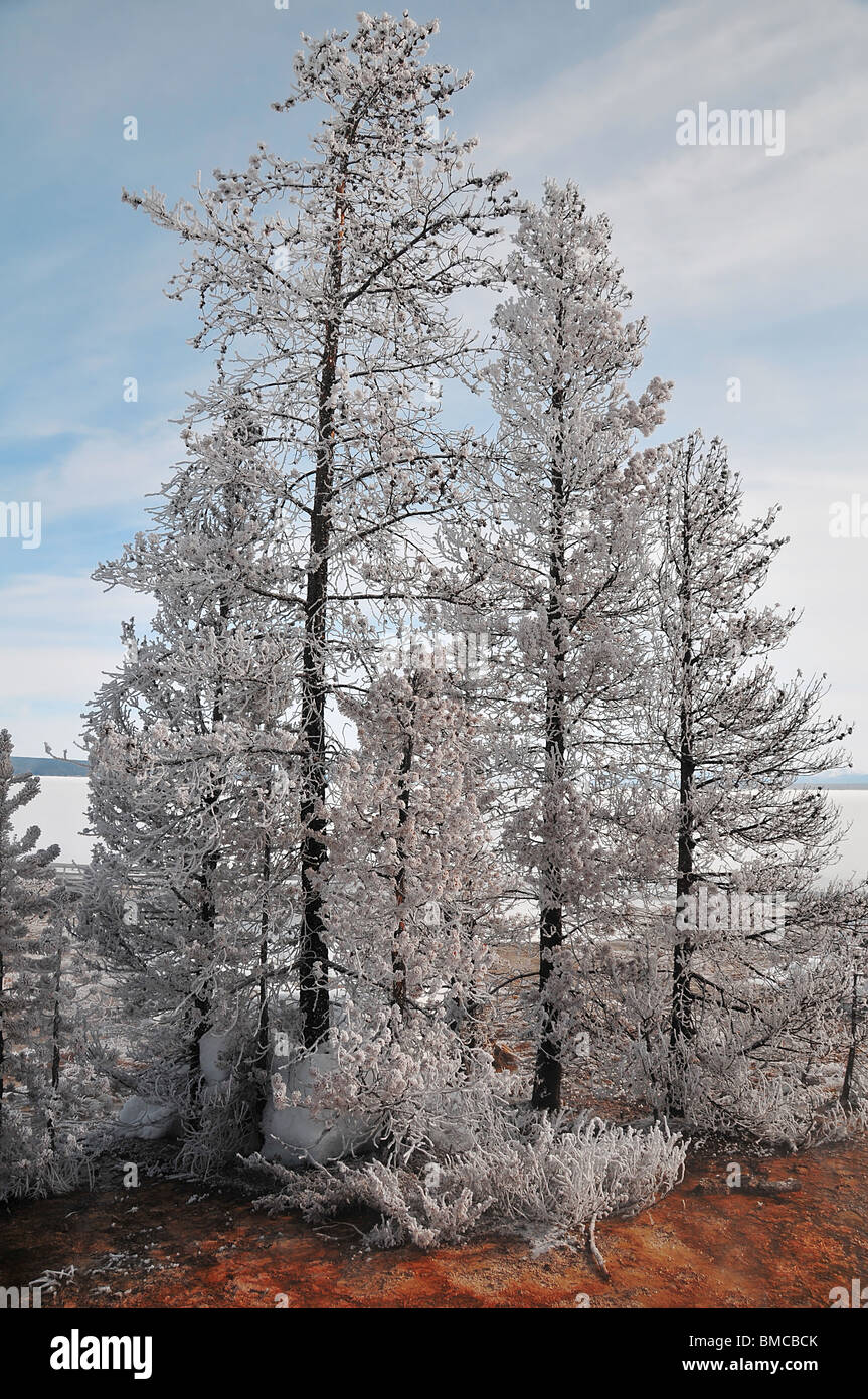 Frost covered trees in hot spring Yellowstone National Park, Wyoming ...