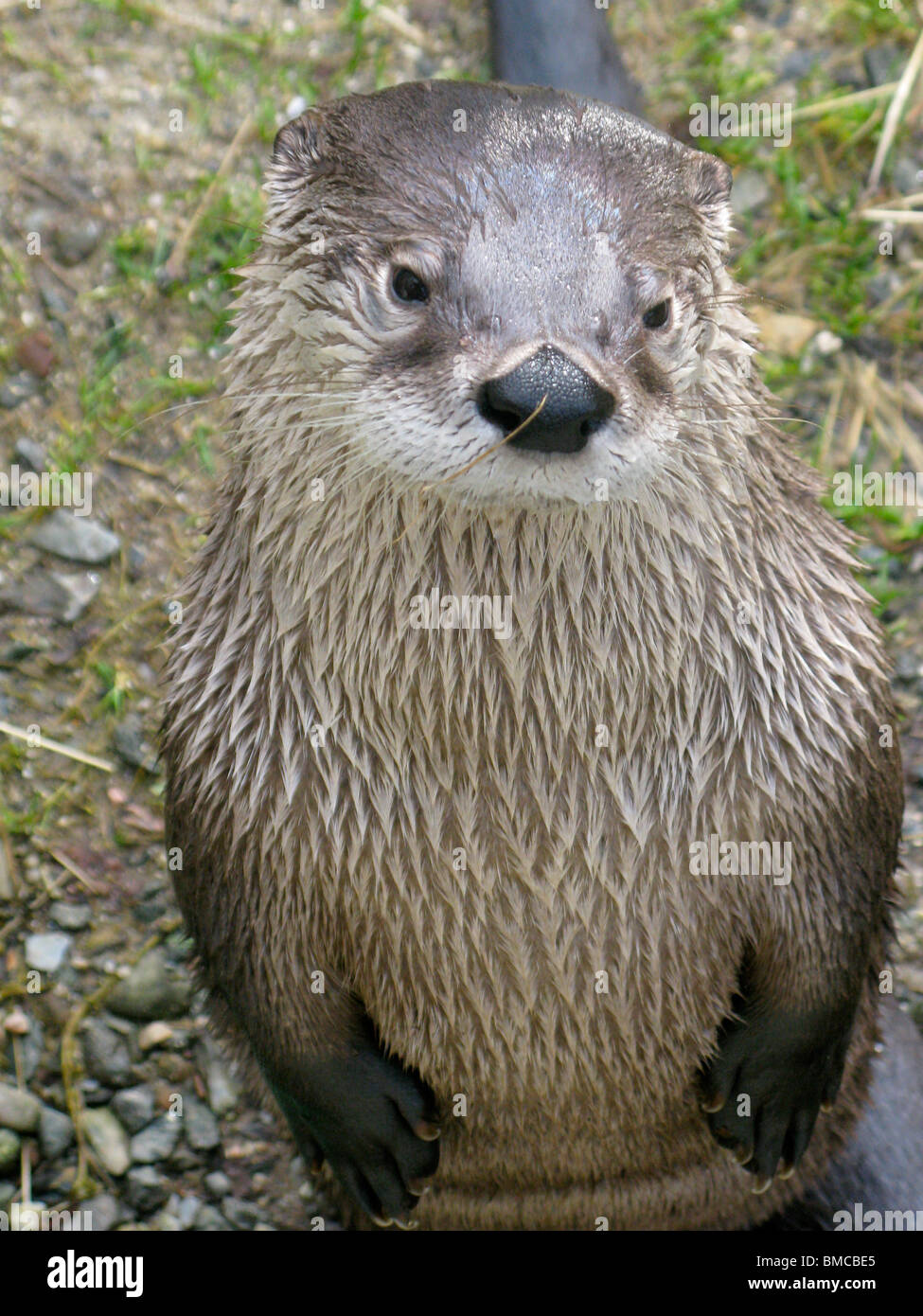 An Otter standing on it's hind legs, looking at the camera Stock Photo ...