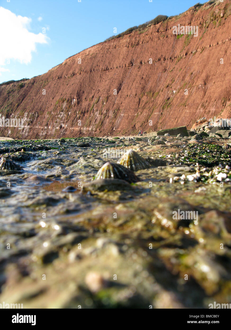 Limpet shells hi-res stock photography and images - Alamy