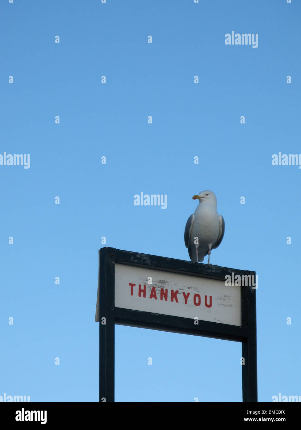 Seagull sign hi-res stock photography and images - Alamy