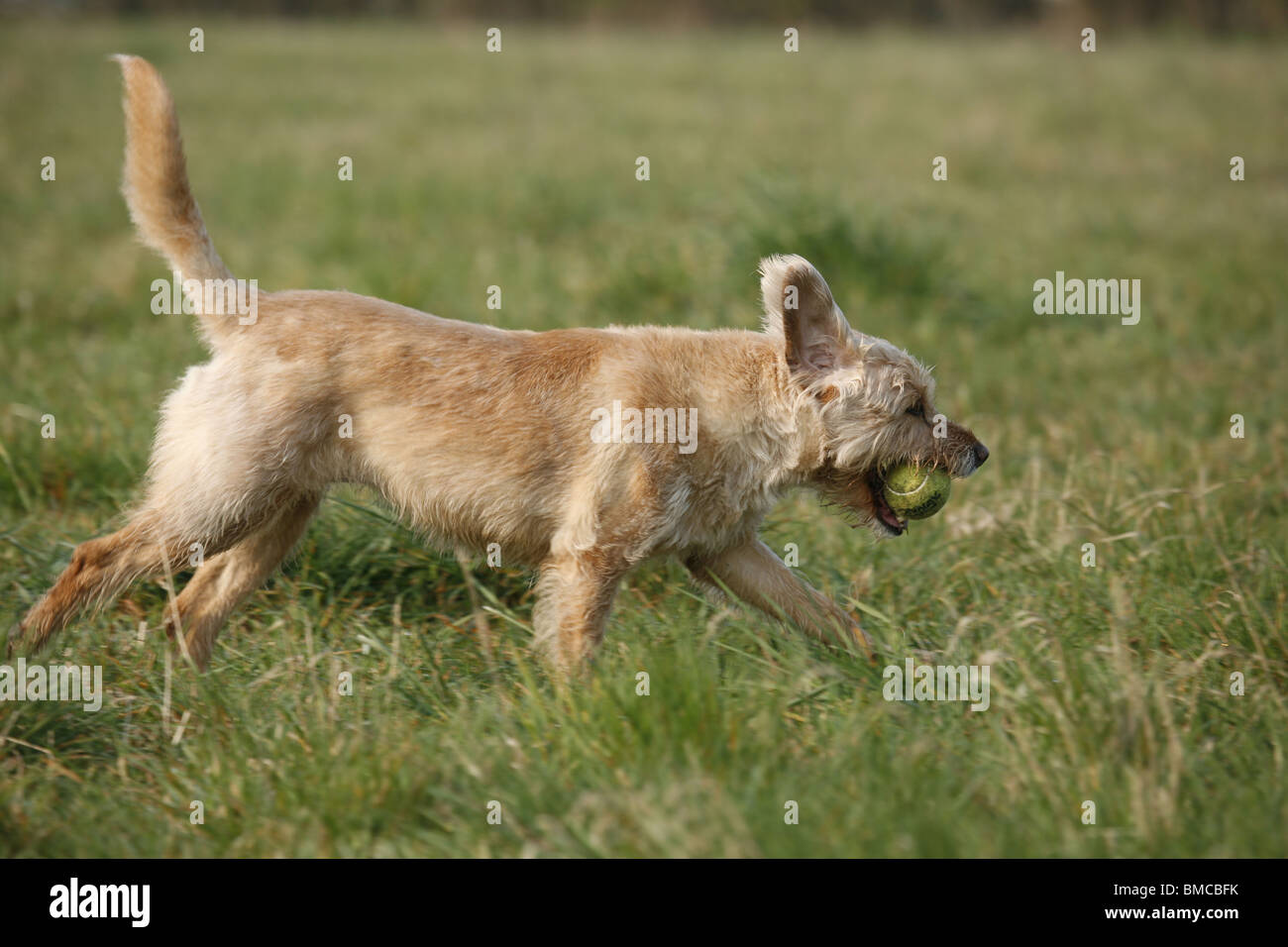Mischling / ccrossbreed dog Stock Photo - Alamy
