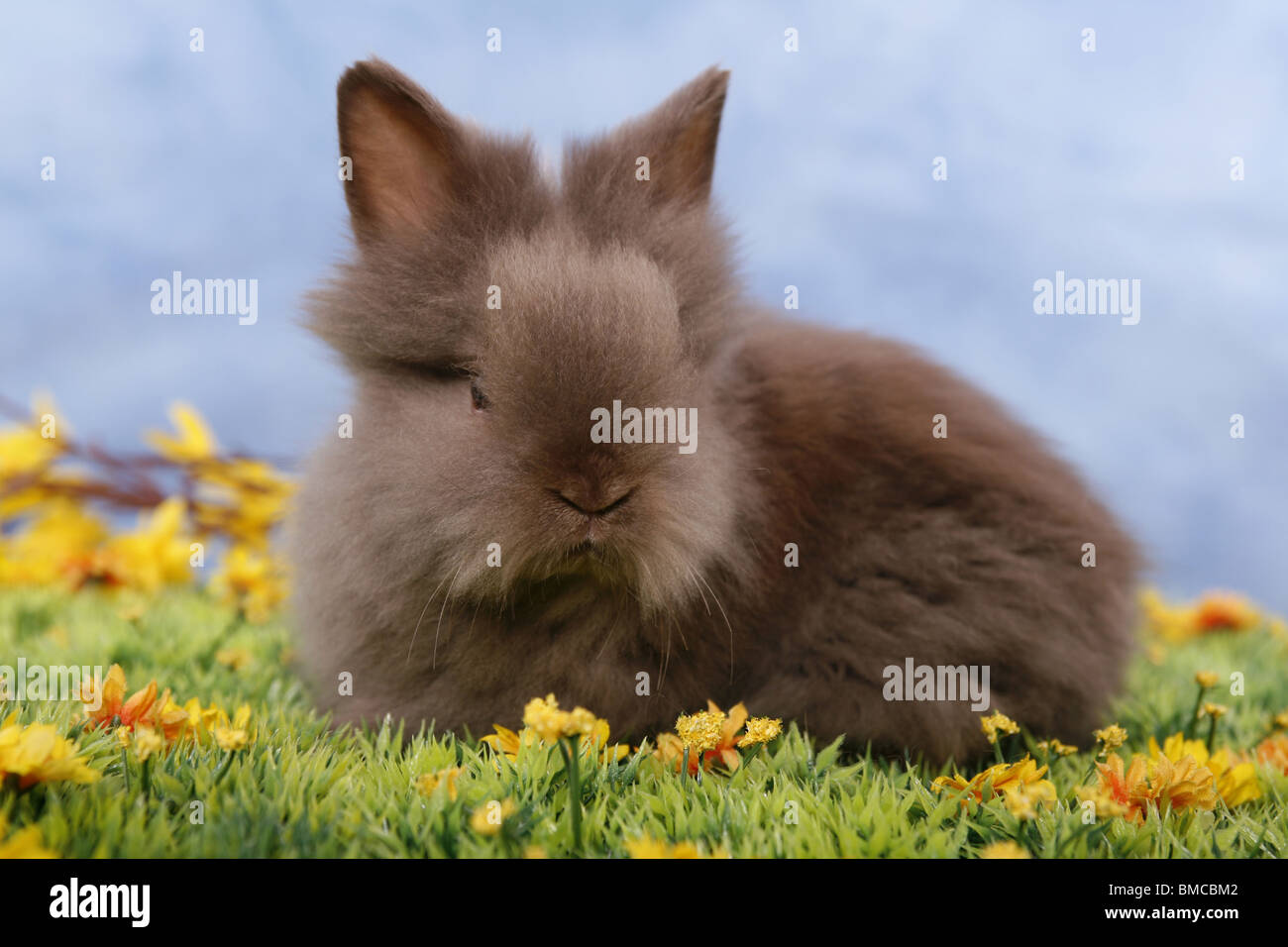 Teddy dwarf rabbits hi-res stock photography and images - Alamy