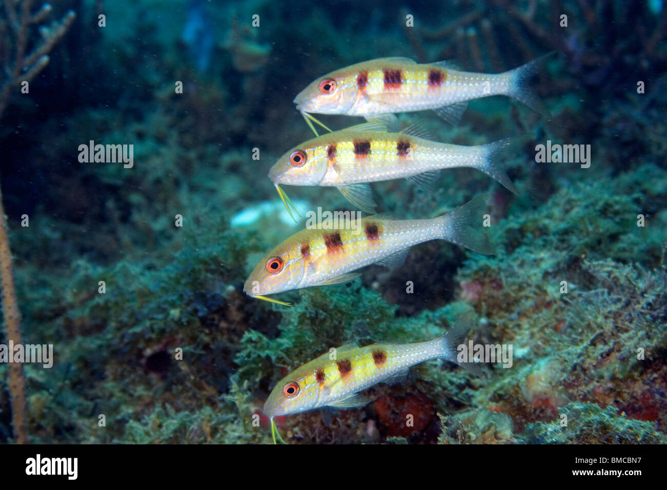 Four spotted goatfish, Pseudupeneus maculatus, juvenile, Ilha Escalvada ...