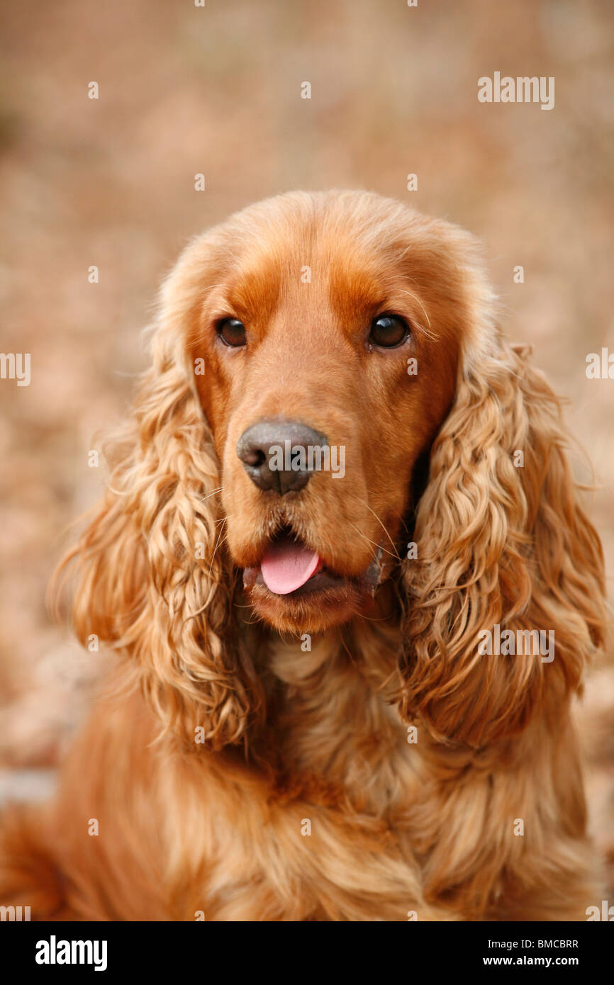 Cocker Spaniel Portrait Stock Photo - Alamy