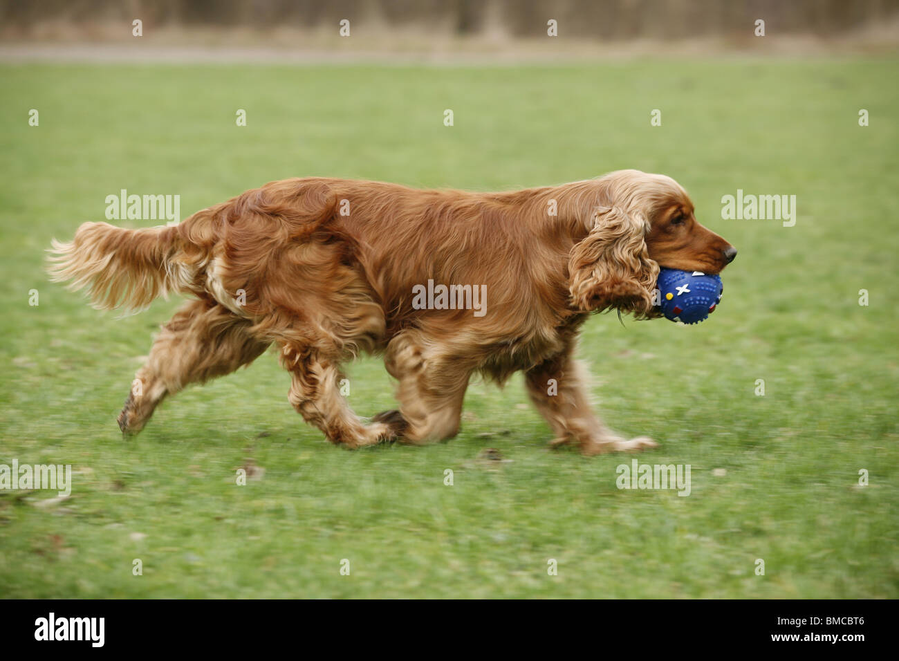 Go spiel hi-res stock photography and images - Alamy