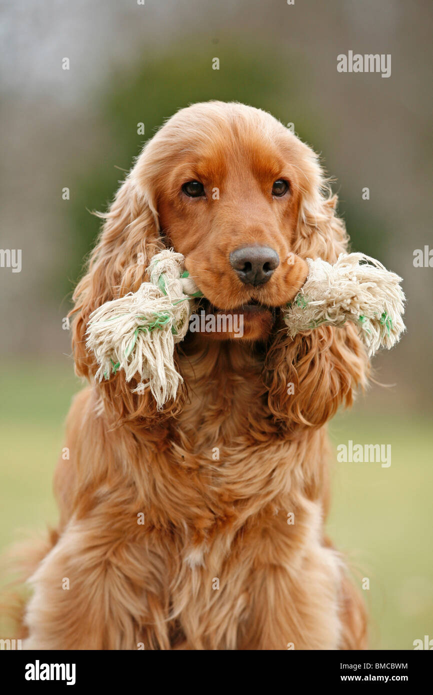 Cocker Spaniel Portrait Stock Photo - Alamy