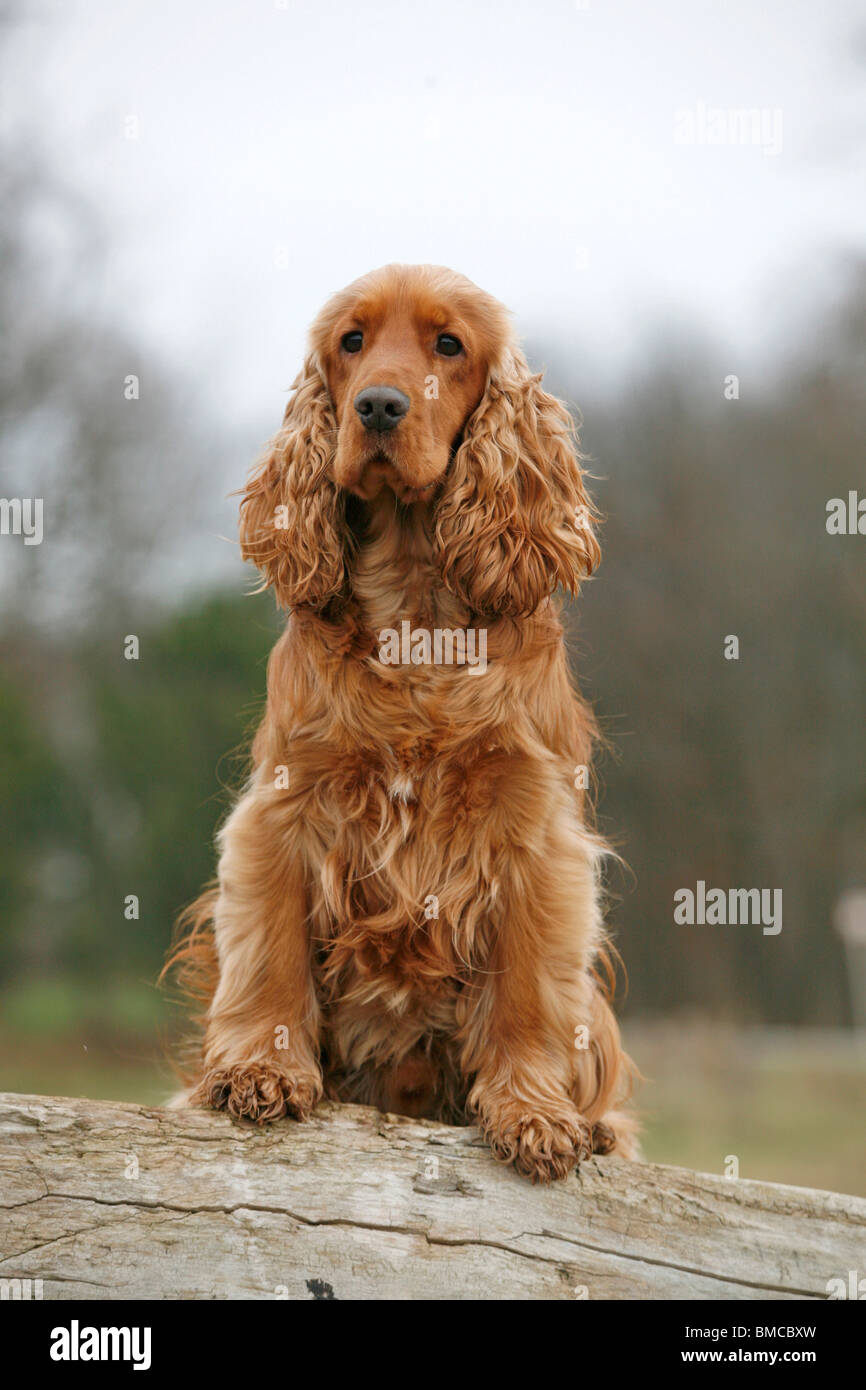 English Cocker Spaniel Stock Photo - Alamy