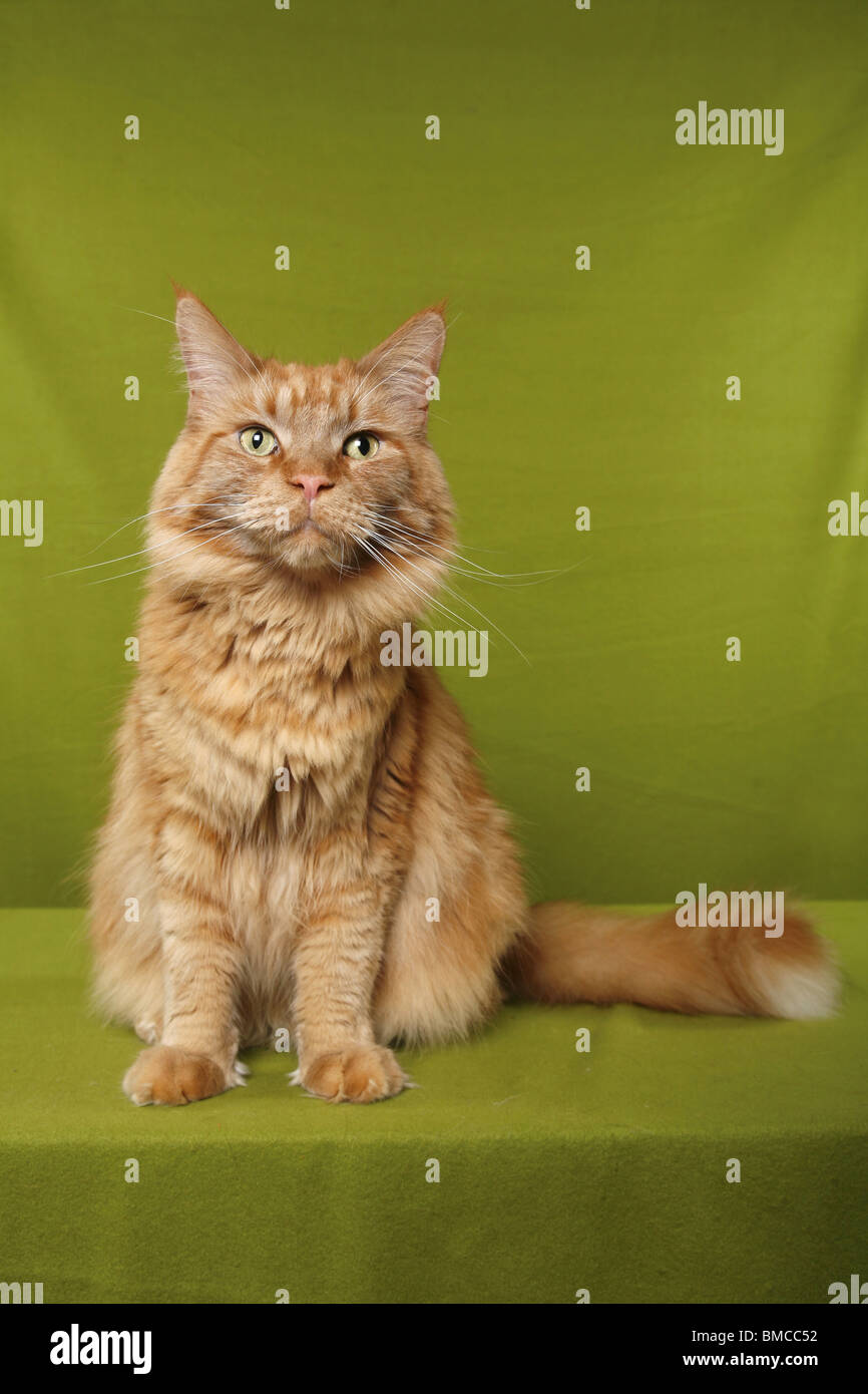 sitzende Maine Coon / sitting Maine Coon Stock Photo - Alamy