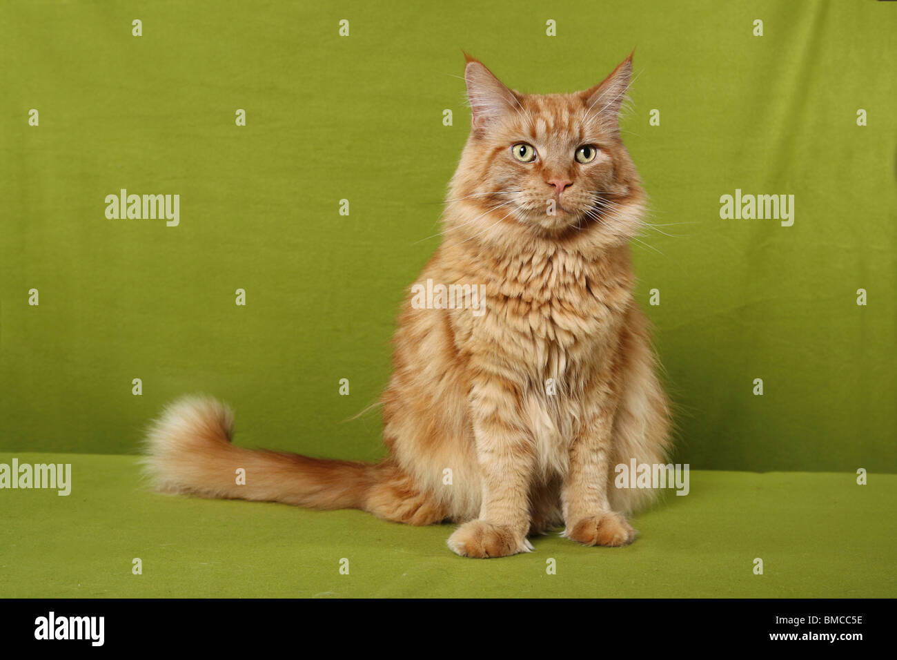 sitzende Maine Coon / sitting Maine Coon Stock Photo - Alamy